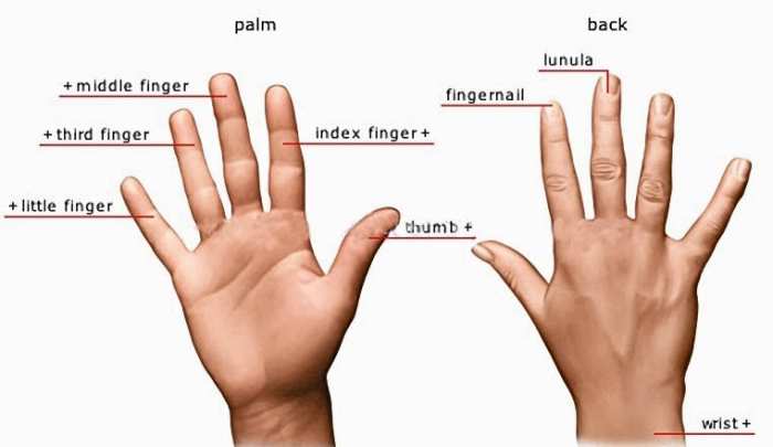 External and Internal Body Parts in Filipino - HubPages