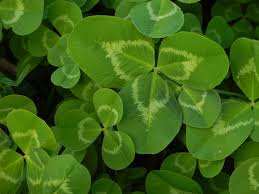 The Difference Between the Shamrock and Four-Leaf Clover - HubPages