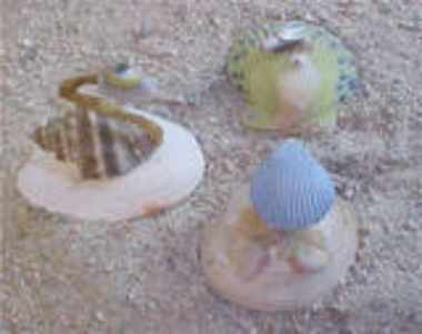 Collecting and Identifying Seashells - Atlantic Ocean - HubPages