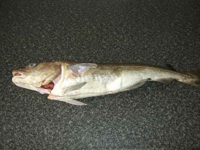 Different Ways to Cook Cod Fish (With Recipes and Serving Ideas) - HubPages