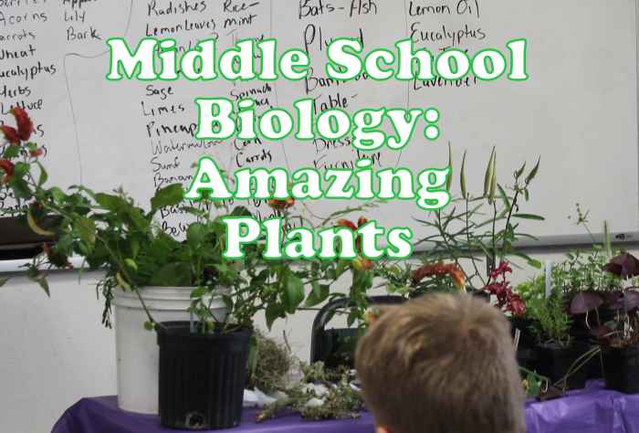 Importance of Plants STEM Lesson Plan for Middle School - HubPages