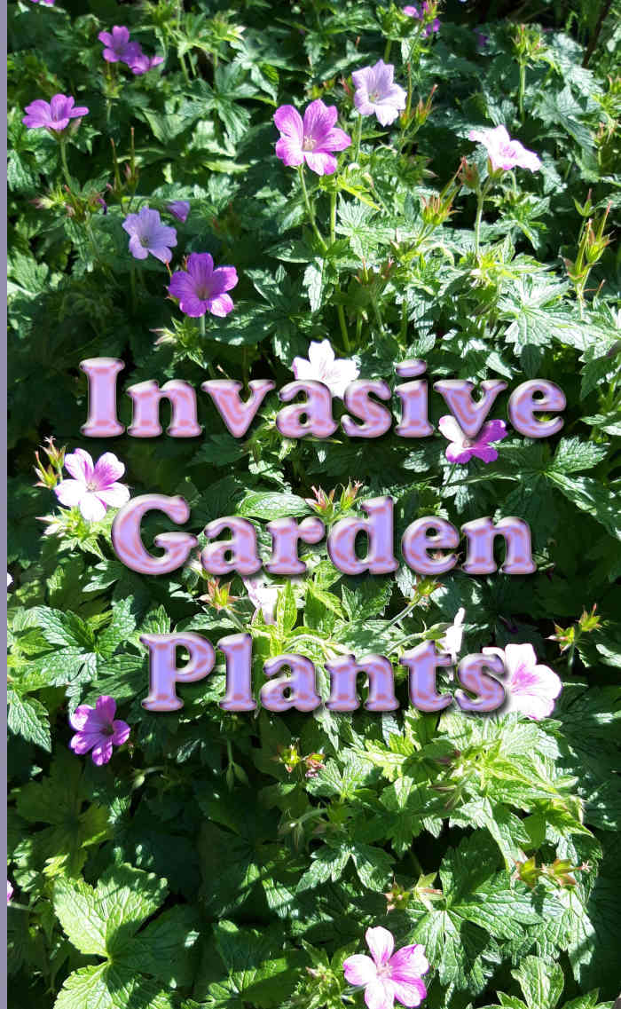 Invasive Garden Plants - HubPages