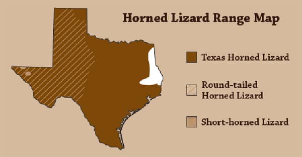 The Horned Lizard – A Very Unique and Interesting Reptile - HubPages