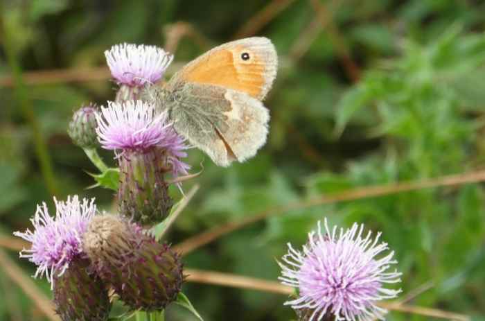 English Butterflies - HubPages