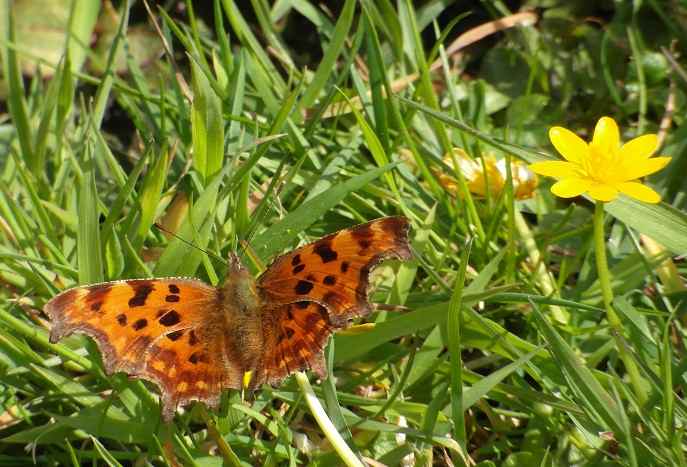 English Butterflies - HubPages