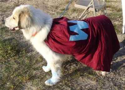 Waco the Wonder Dog - Best Great Pyrenees Ever - HubPages