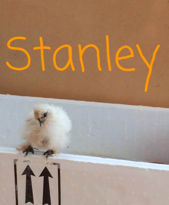 Saving Stanley: How to Help a Chicken With a Twisted Neck... - HubPages