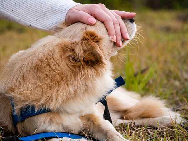 Why Is My Dog Sensitive to Touch? Tips for Dogs Who Hate Being Touched ...