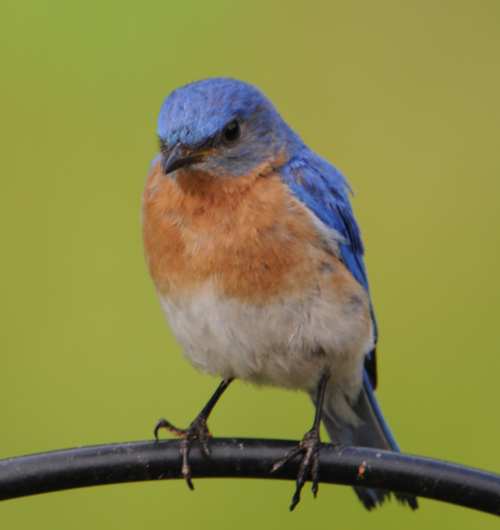How To Attract Bluebirds: Tips on Providing the Right Foods, Plants and ...