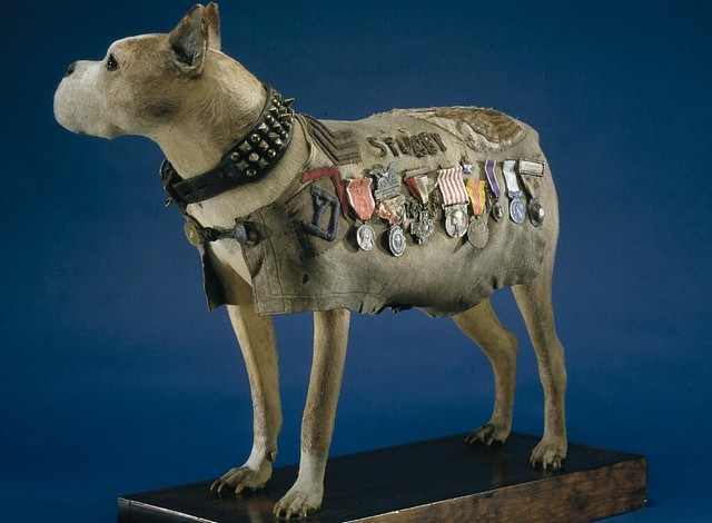The True Story of World War I Canine Hero Sergeant Stubby - HubPages