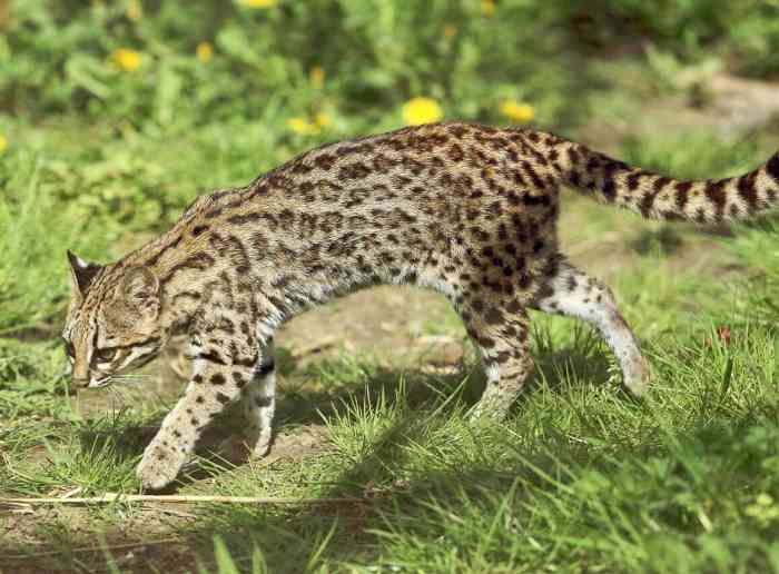 The Margay: A Beautiful Wild Cat of Central & South America - Owlcation