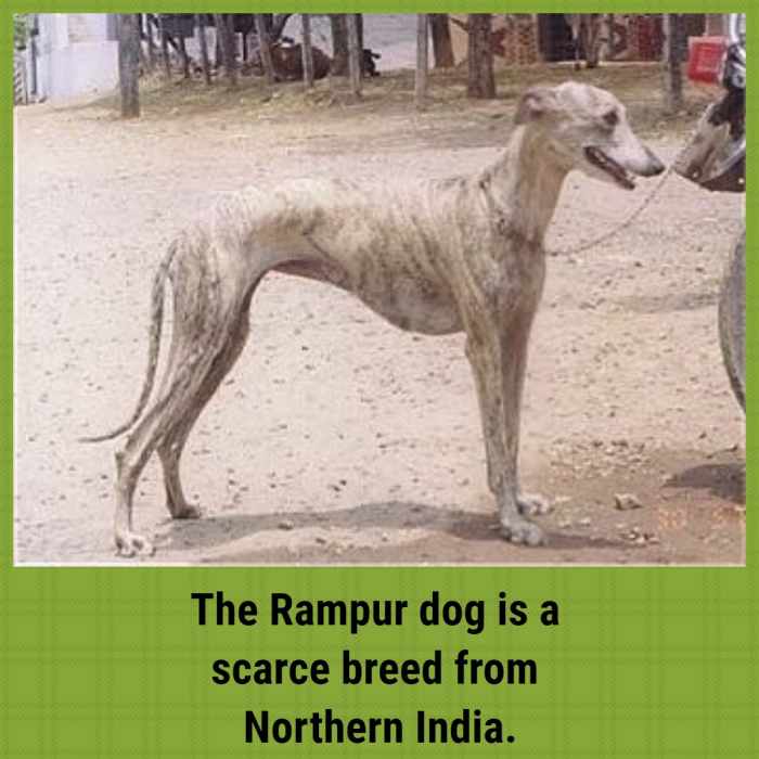 A Guide to 21 Sighthound Breeds - HubPages