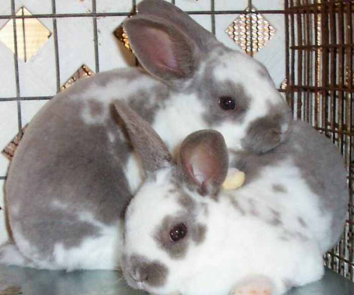 The Rex Rabbit: Bunny Breed Guide - PetHelpful