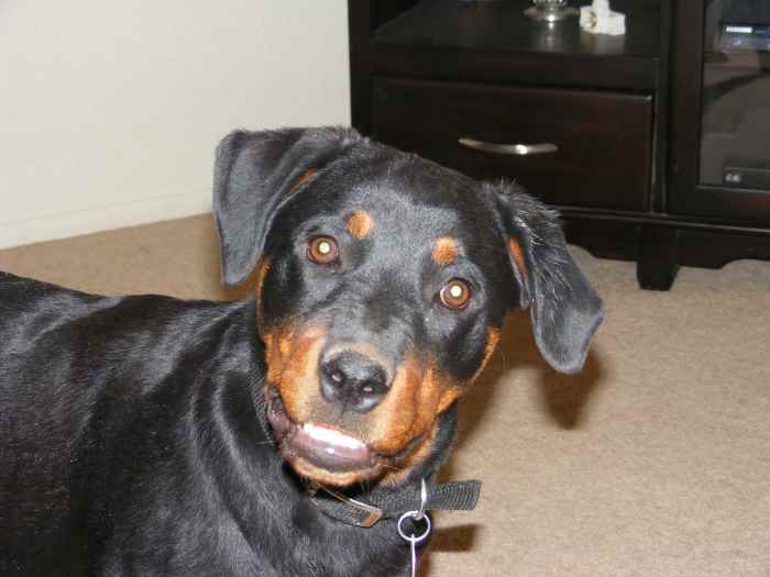 Common Dog Ear Problems: Causes, Symptoms & Treatments - HubPages