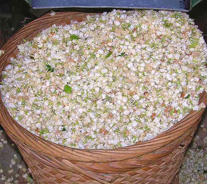 Jasmine Essential Oil: Aromatherapeutic and Health Benefits - RemedyGrove