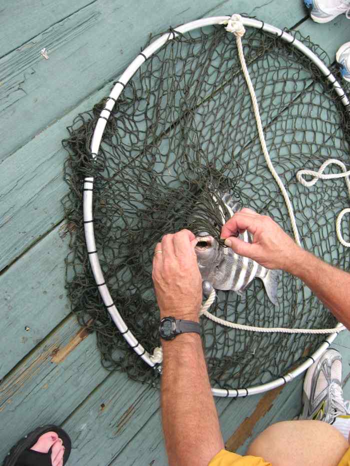 Saltwater Fishing: How to Catch Sheepshead, With Video - HubPages