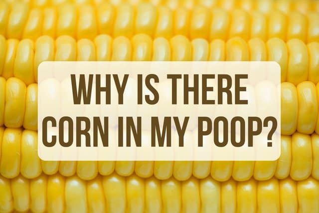 Why Does Corn Come Out Whole in My Poop? - HubPages