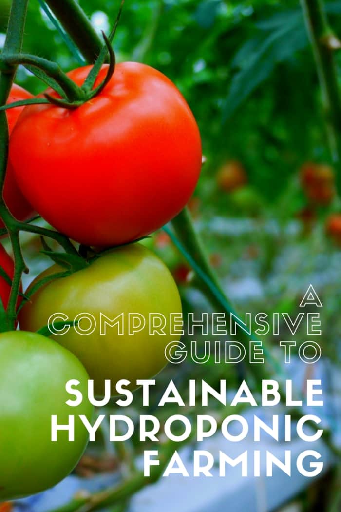 A Comprehensive Guide to Sustainable Hydroponic Farming - HubPages