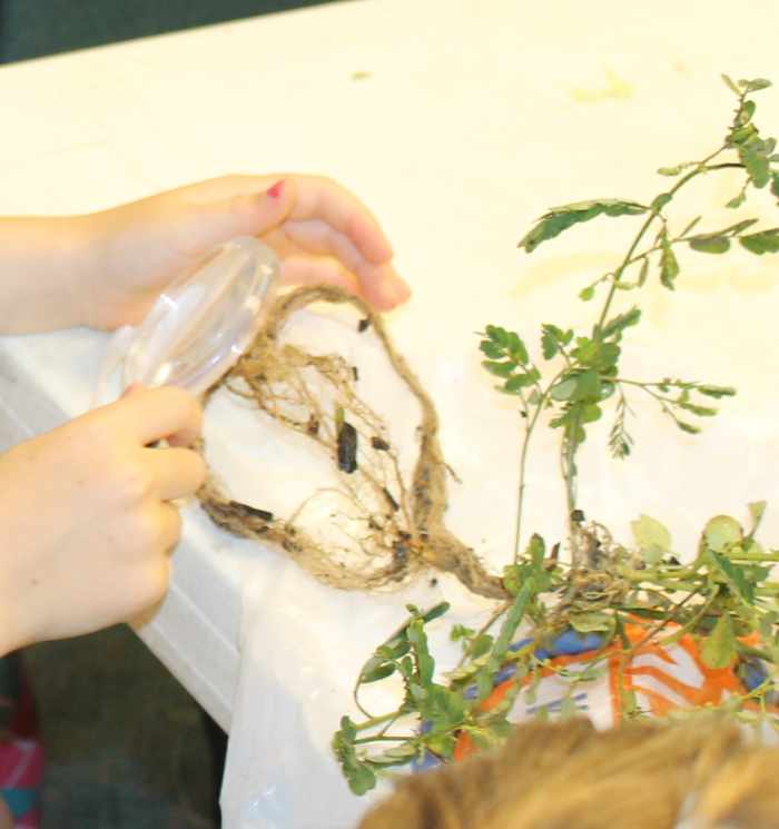 Trees, Leaves, Stems, and Roots Lesson - HubPages