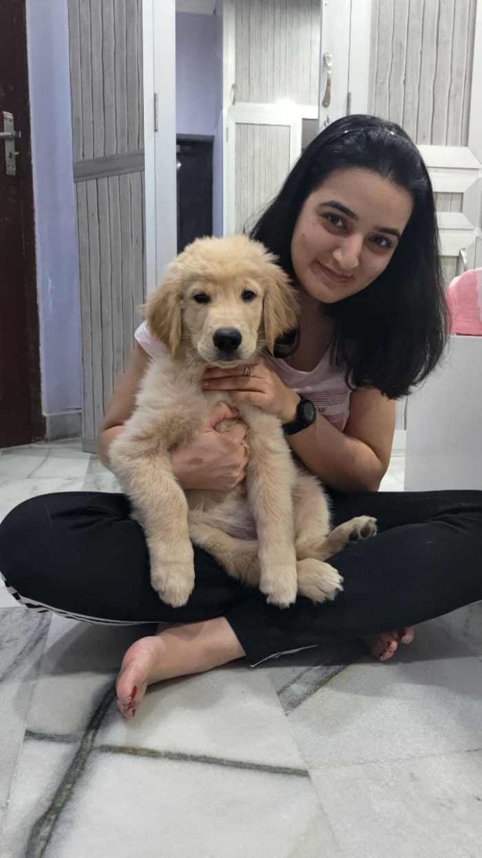 Facts About Golden Retriever - HubPages