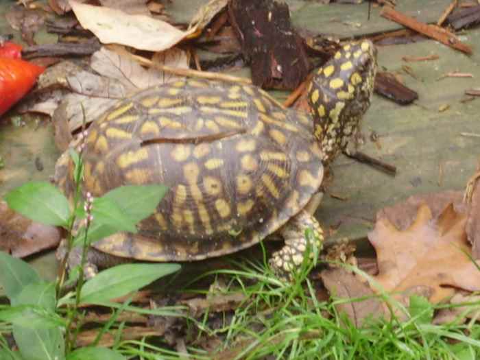 "Paw, why do the little box turtles try to cross the road? Can we help ...