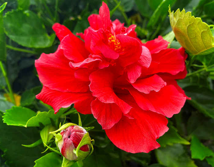 For the Love of Double Tropical Hibiscus - Dengarden