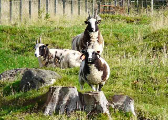 Five Rare Sheep Breeds for the Hobby Farm - HubPages