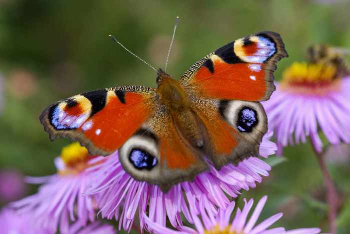 8 Most Beautiful Butterflies in the World! Stunning Natural Beauties ...