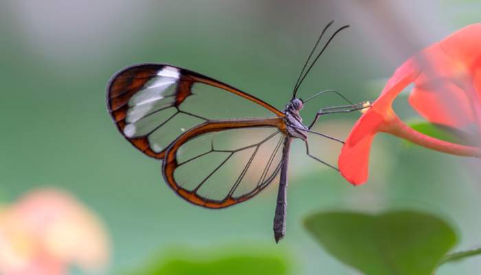 8 Most Beautiful Butterflies in the World! Stunning Natural Beauties ...