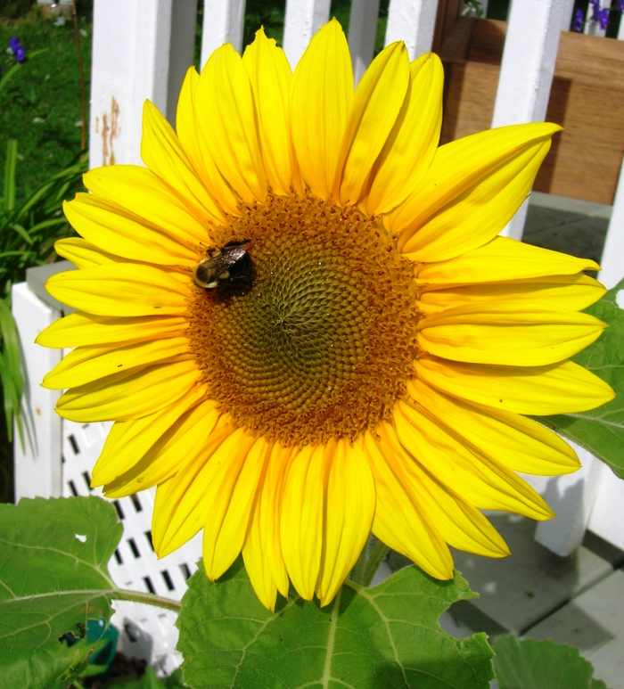 Sunflower Possibilities - HubPages