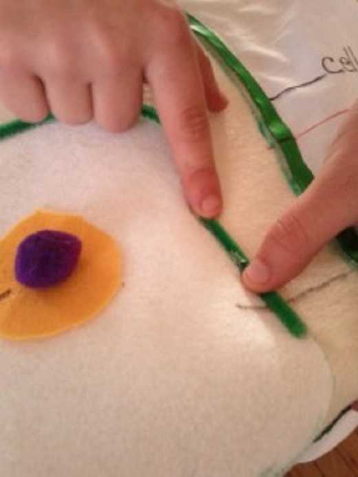 Plant Cell Model Project: A Wearable T-Shirt - WeHaveKids