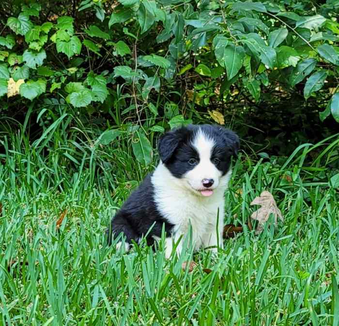 40 Country Names for Dogs That Begin With W - HubPages