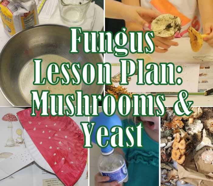 Mushrooms, Yeast, and the Fungi Kingdom Lesson Plan - HubPages