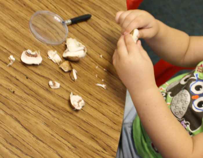 Mushrooms, Yeast, and the Fungi Kingdom Lesson Plan - HubPages