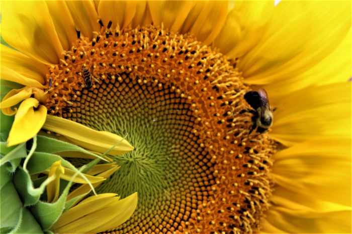 Sunflowers: Origin and Impact - HubPages