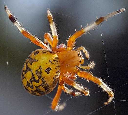 Spiders in Different Colors - HubPages