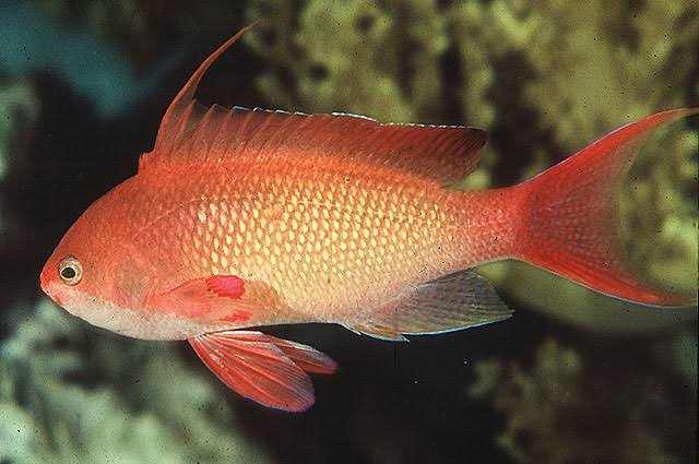 Top 10 Most Beautiful Fish in the World - Owlcation