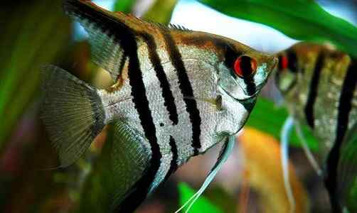 Top 10 Most Beautiful Fish in the World - HubPages