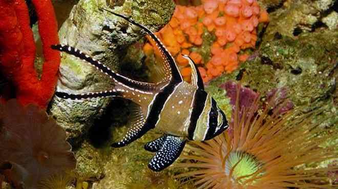 Top 10 Most Beautiful Fish in the World - HubPages