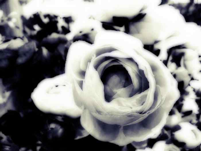 Befunky Photo Editor for Black and White Effects, a Tutorial and Review ...