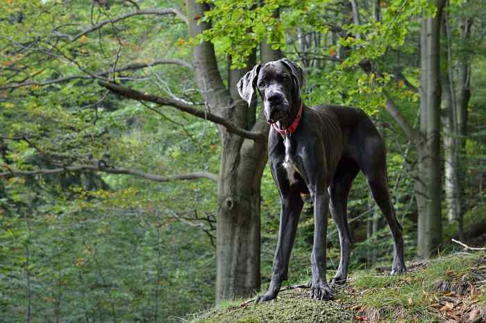 Great Danes: What You Need to Know About Them - HubPages