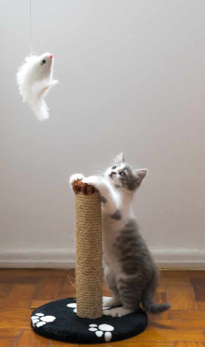 Playing With Cat; Fun Games You Need to Try - HubPages