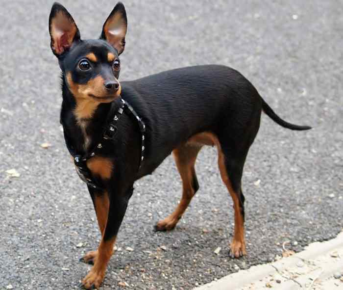 14 Natural-Looking Small Dogs - HubPages