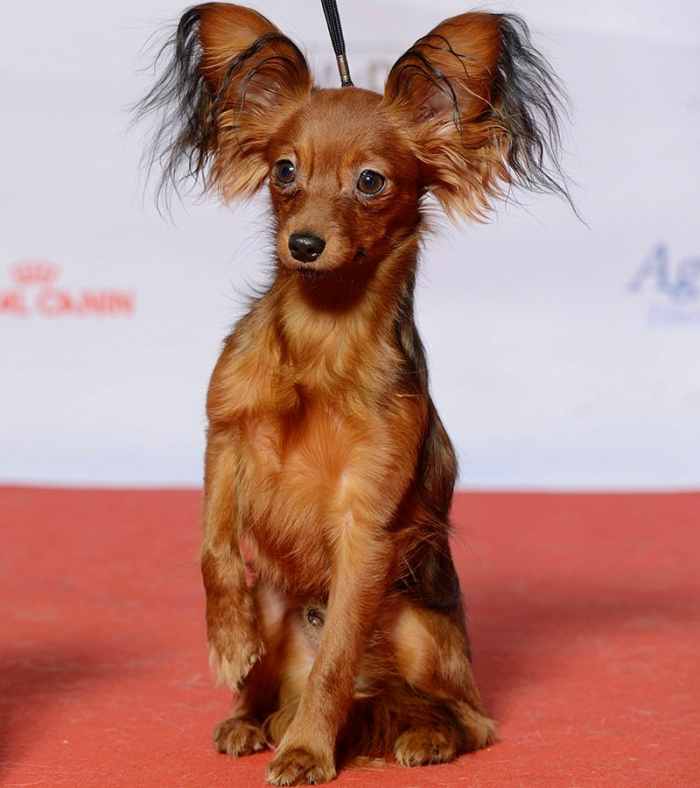 14 Natural-Looking Small Dogs - HubPages