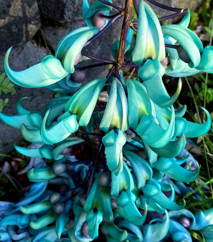 Strange, Freaky, Odd-Looking Tropical Plants and Flowers - Dengarden