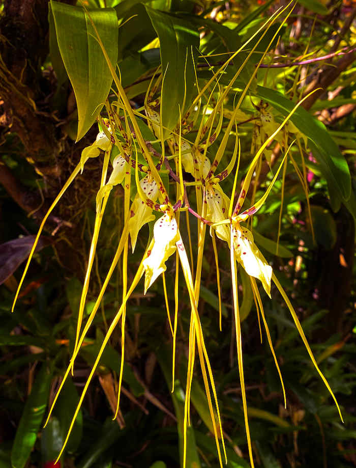 Strange, Freaky, Odd-Looking Tropical Plants and Flowers - Dengarden