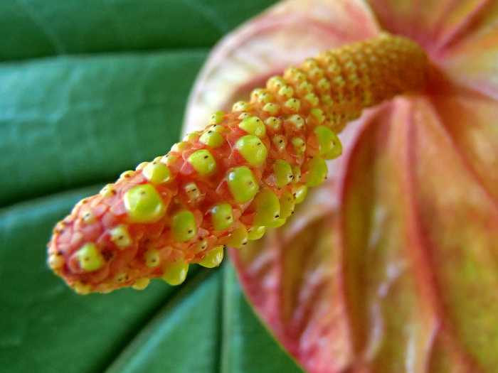Strange, Freaky, Odd-Looking Tropical Plants and Flowers - Dengarden