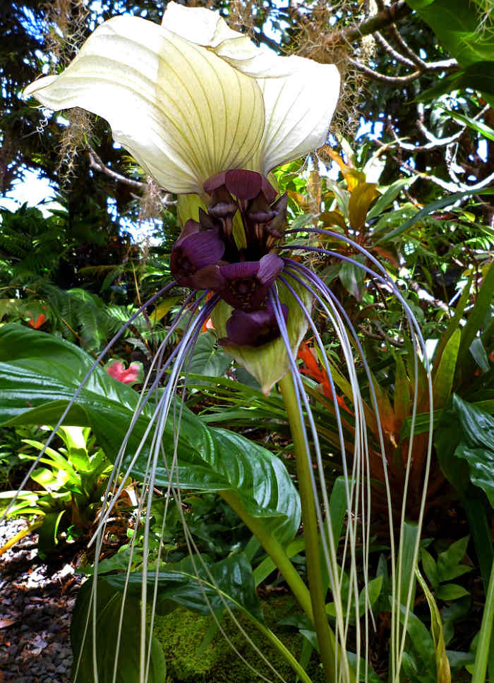 Strange, Freaky, Odd-Looking Tropical Plants and Flowers - Dengarden