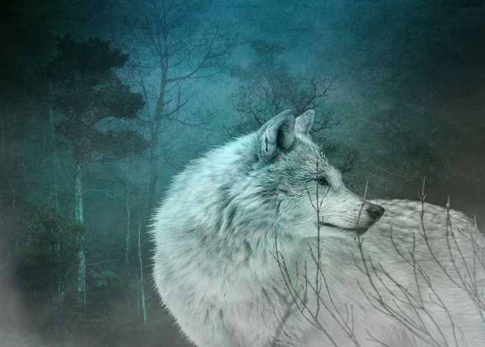 What Does a White Wolf Symbolize? - HubPages