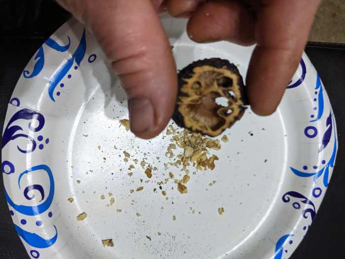 Black Walnuts - Picking the Nutmeats - HubPages